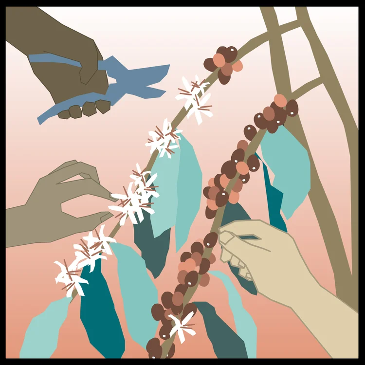 54th Season | Kumu Kahua Theatre