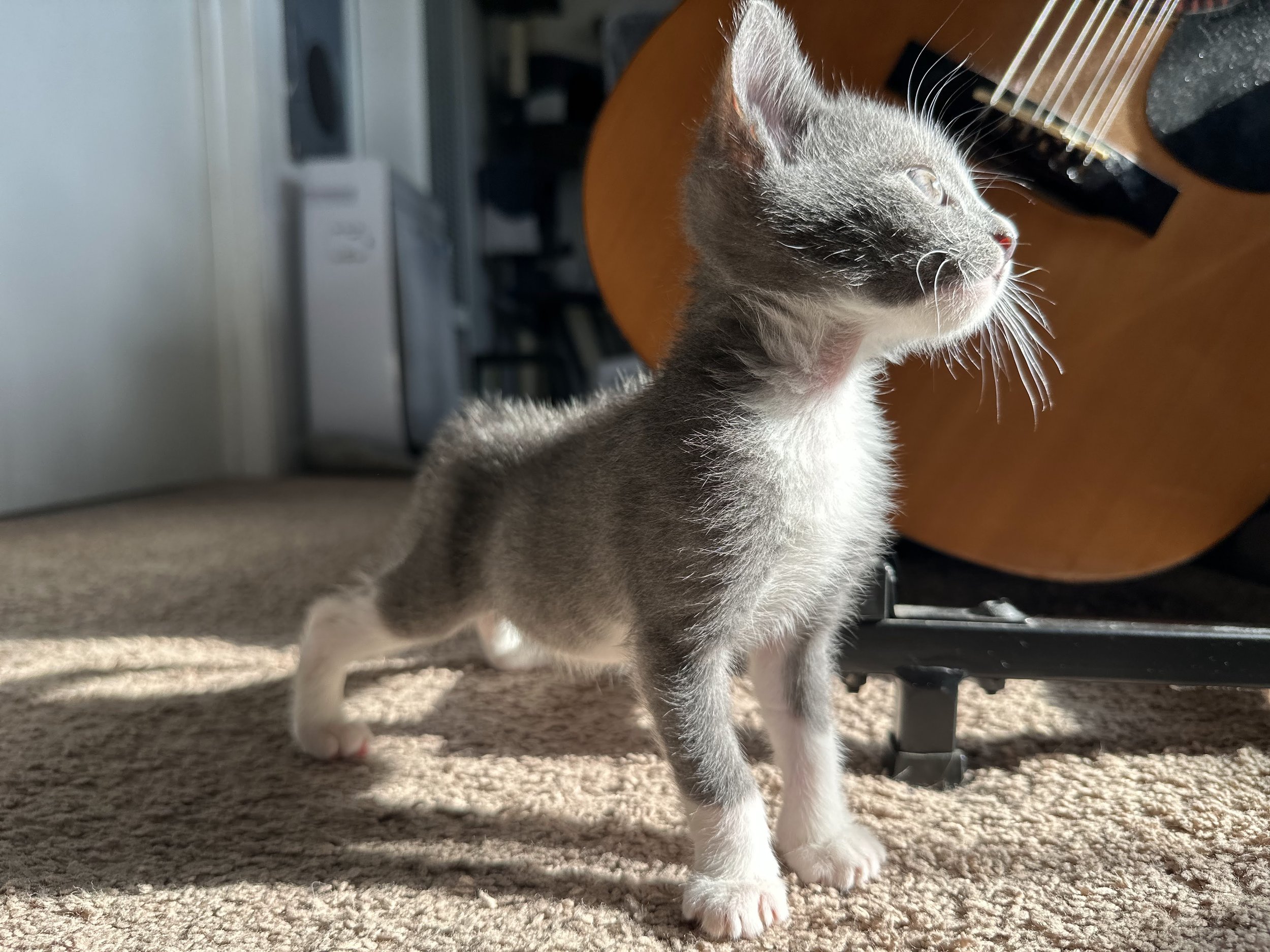 Fostering Cats | Become a Foster Today — Hella Dam Bitches n Queens Rescue
