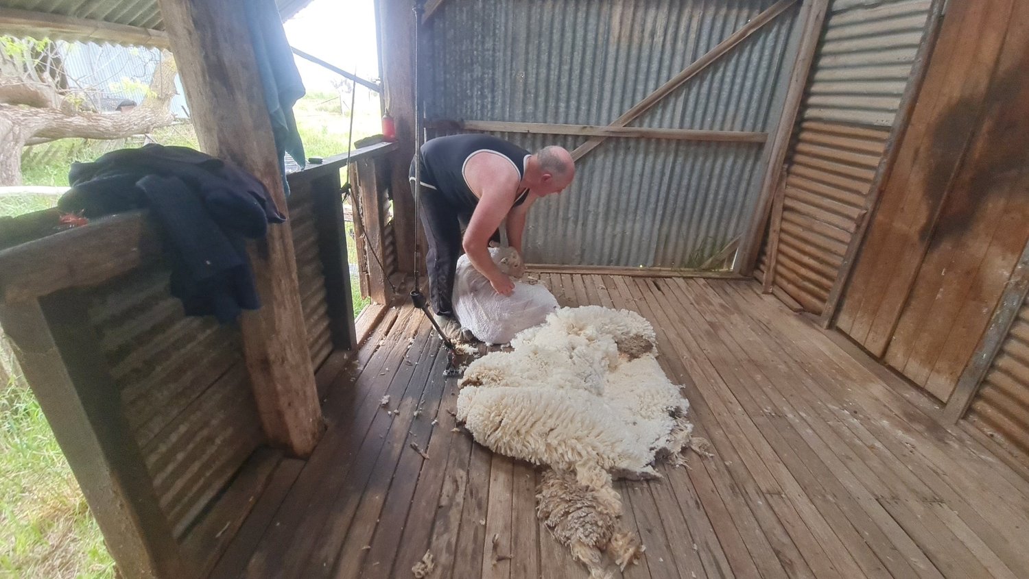 The 8 Steps You Need to Know to Confidently Shear Your Own Sheep. — The ...