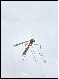 A New Year’s Bug Resolution — OCBC