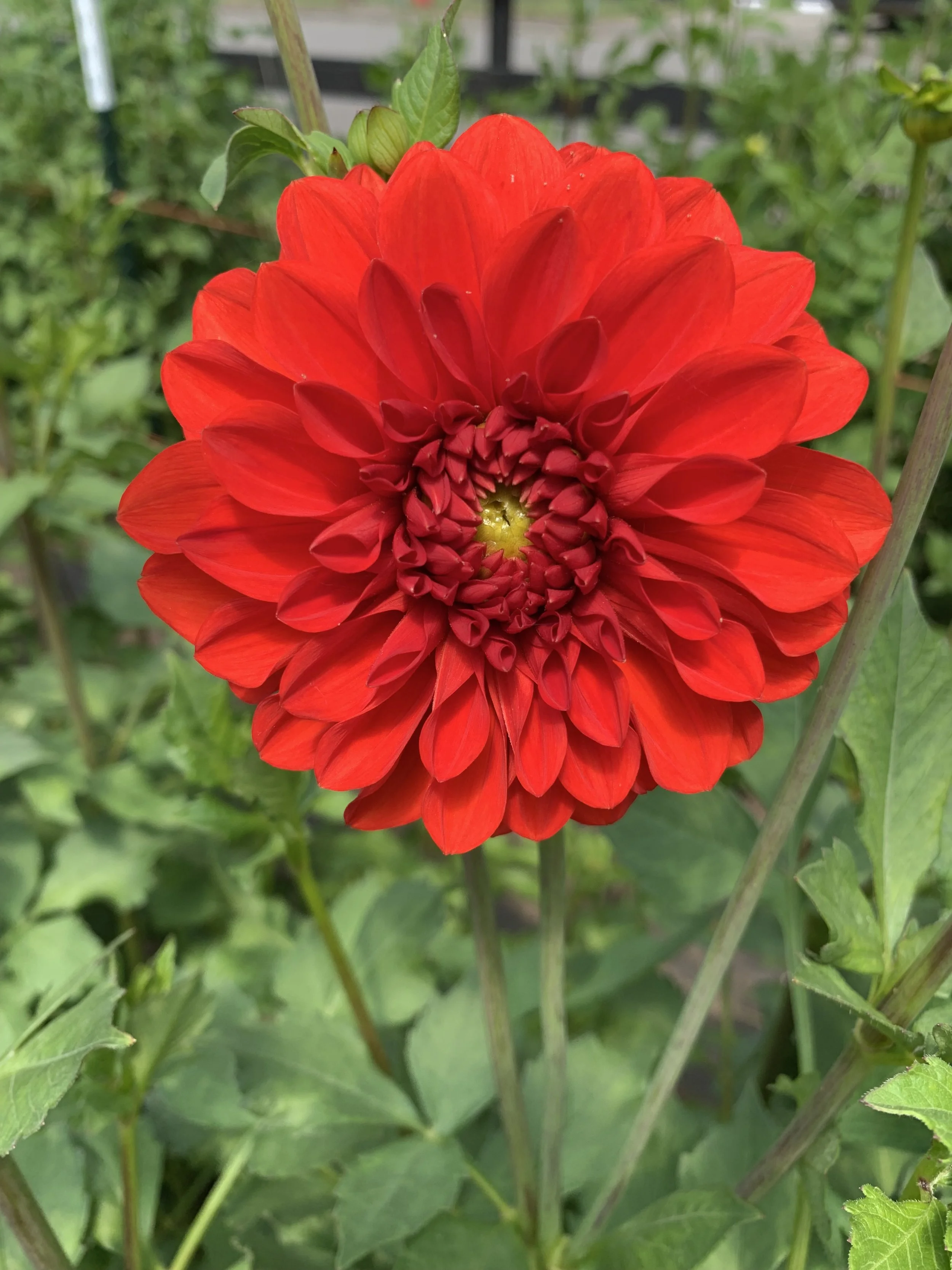 622 Audrey Grace — Braids and Blossoms Flower Farm