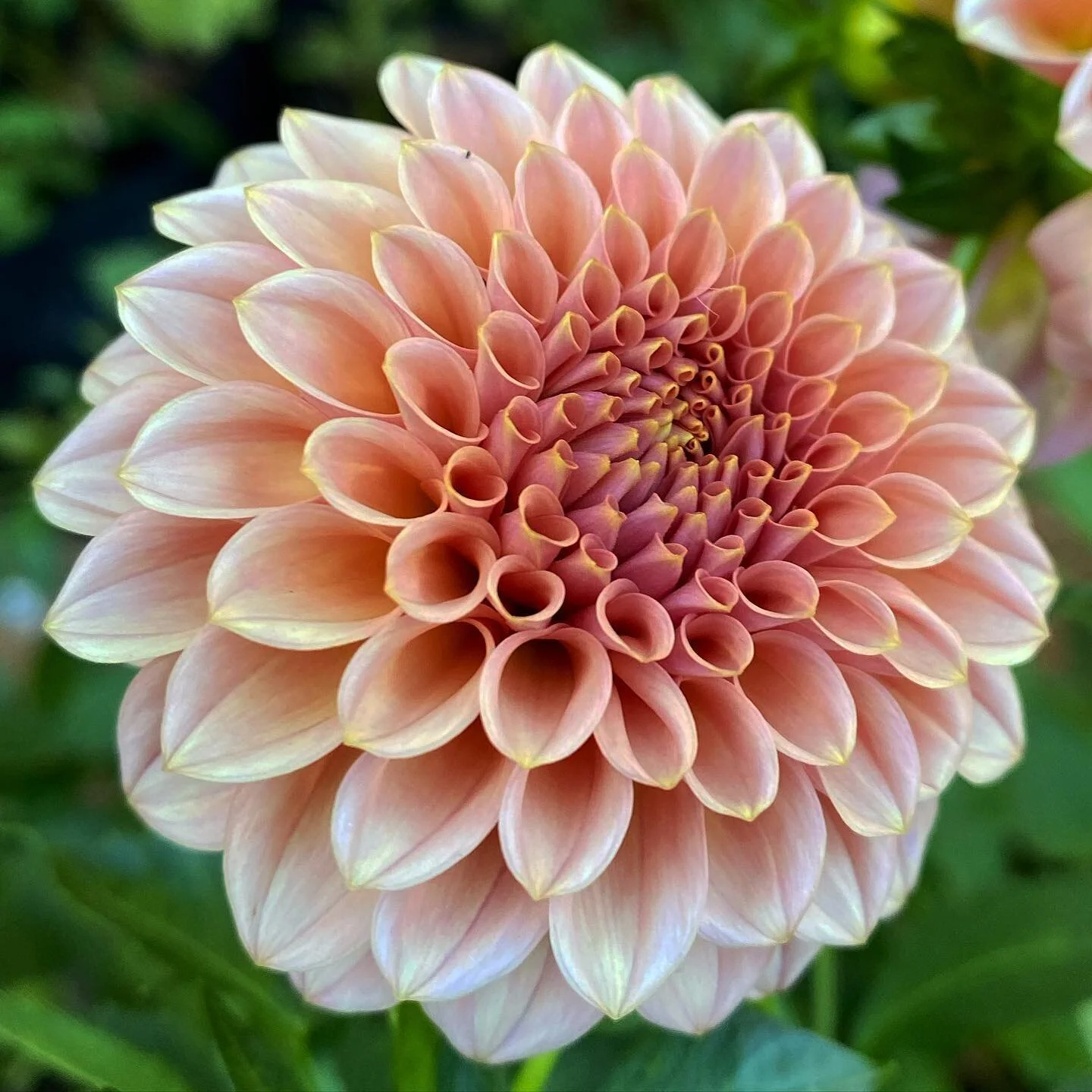 Restoring Eden Flowers