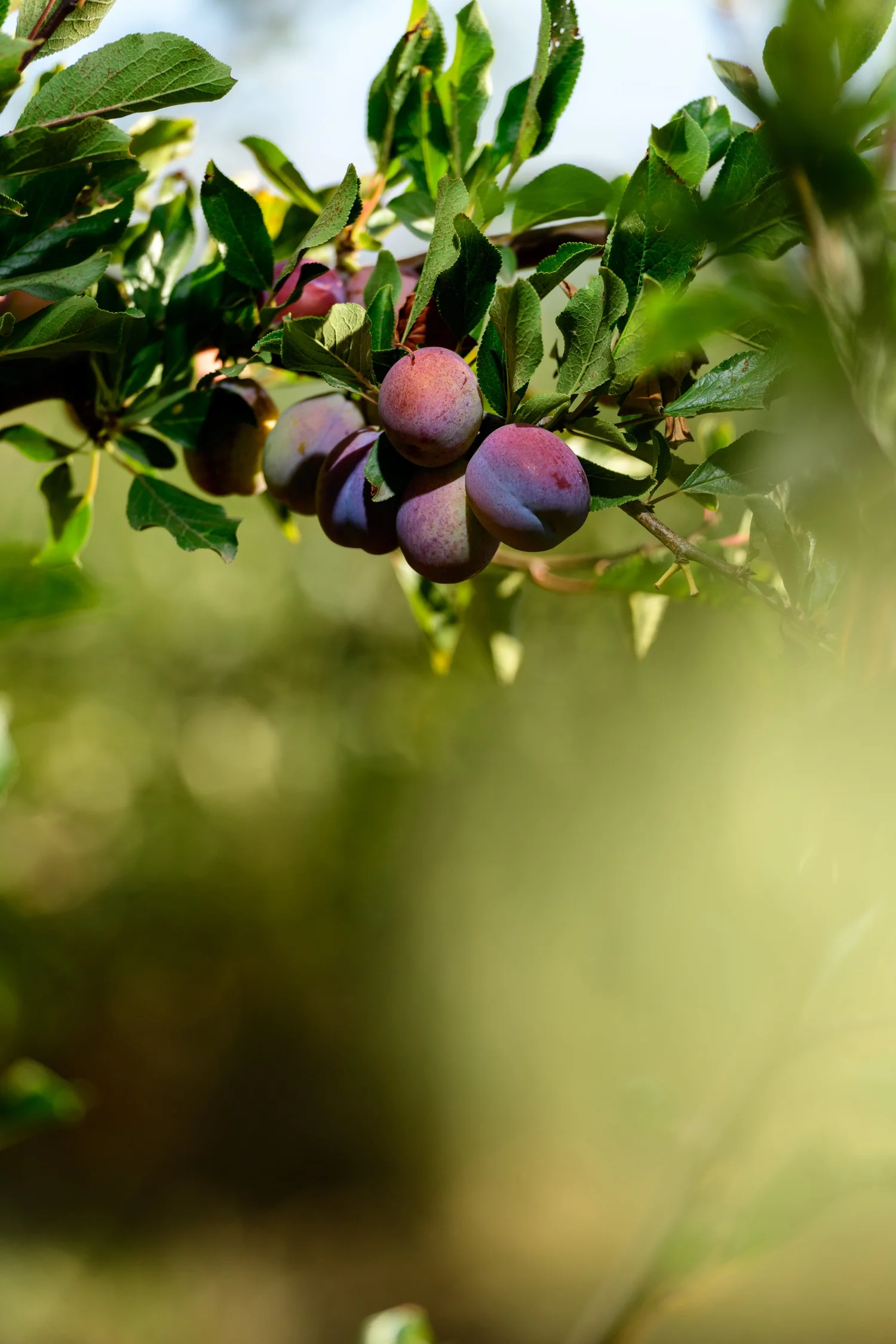 South African Fruit