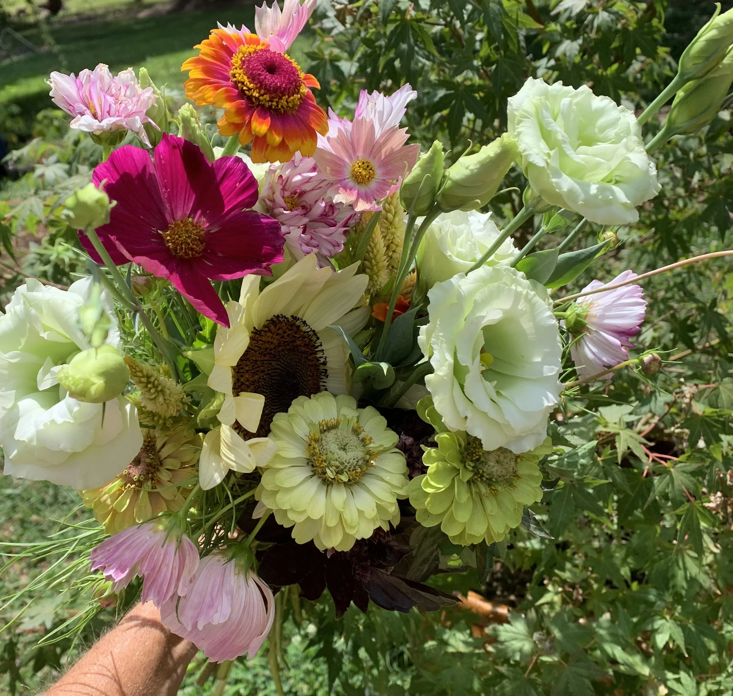 Flower CSA Subscriptions — Harvest Moon Farm and Flower