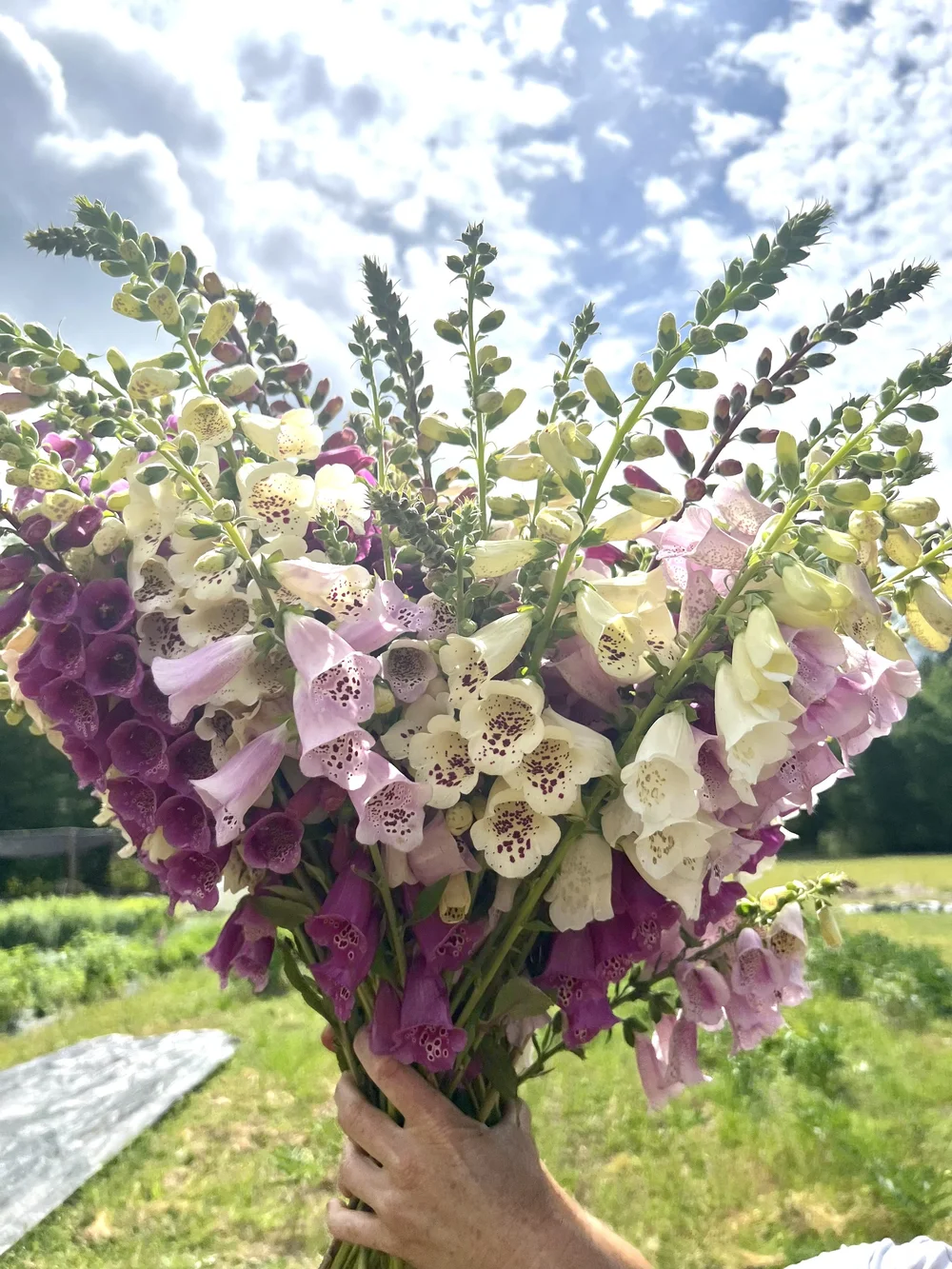 Flower club memberships are weekly or bi-weekly bouquet subscriptions ...