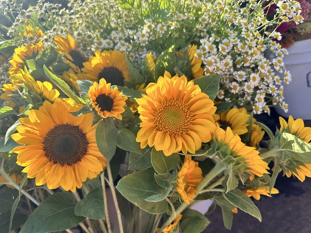 Flower club memberships are weekly or bi-weekly bouquet subscriptions ...