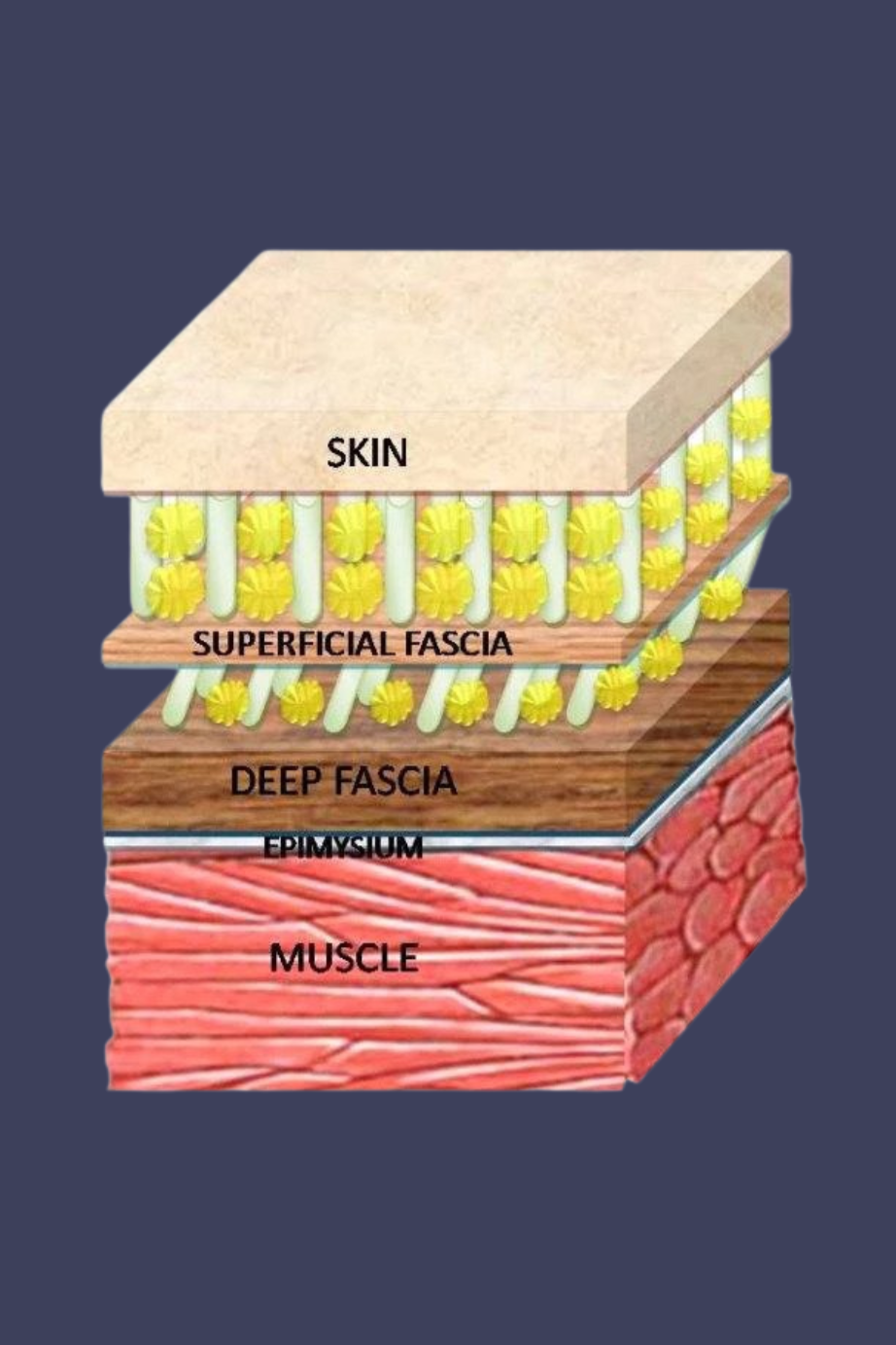 Fascia 101: The Hidden Tissue That Could Be Causing Your Tightness ...