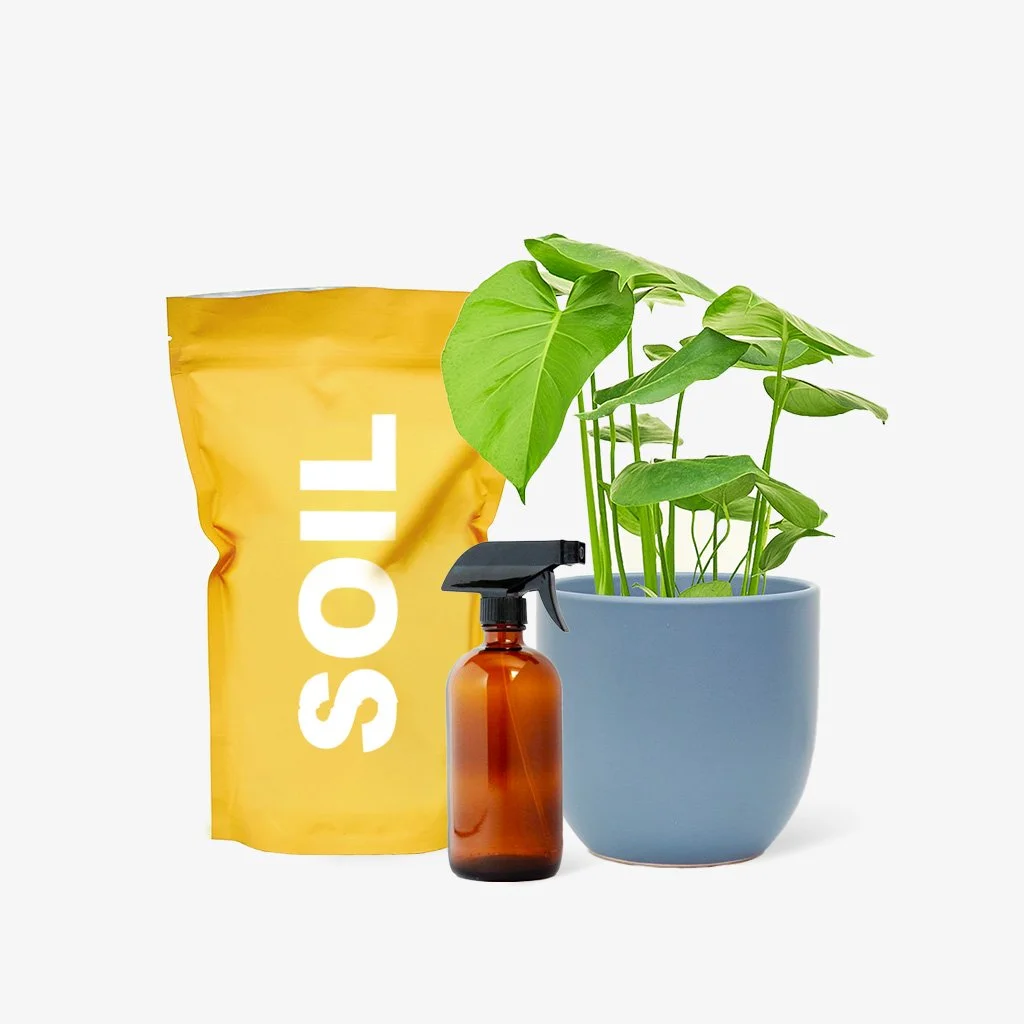Plantboy