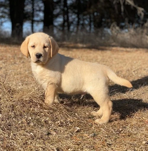 Turn Key Ridge Labradors