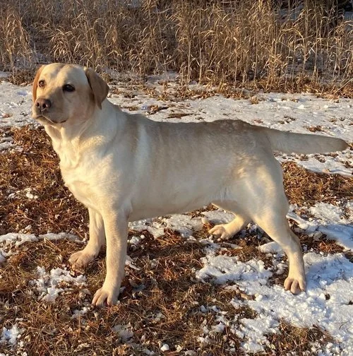 Available Dogs — Turn Key Ridge Labradors