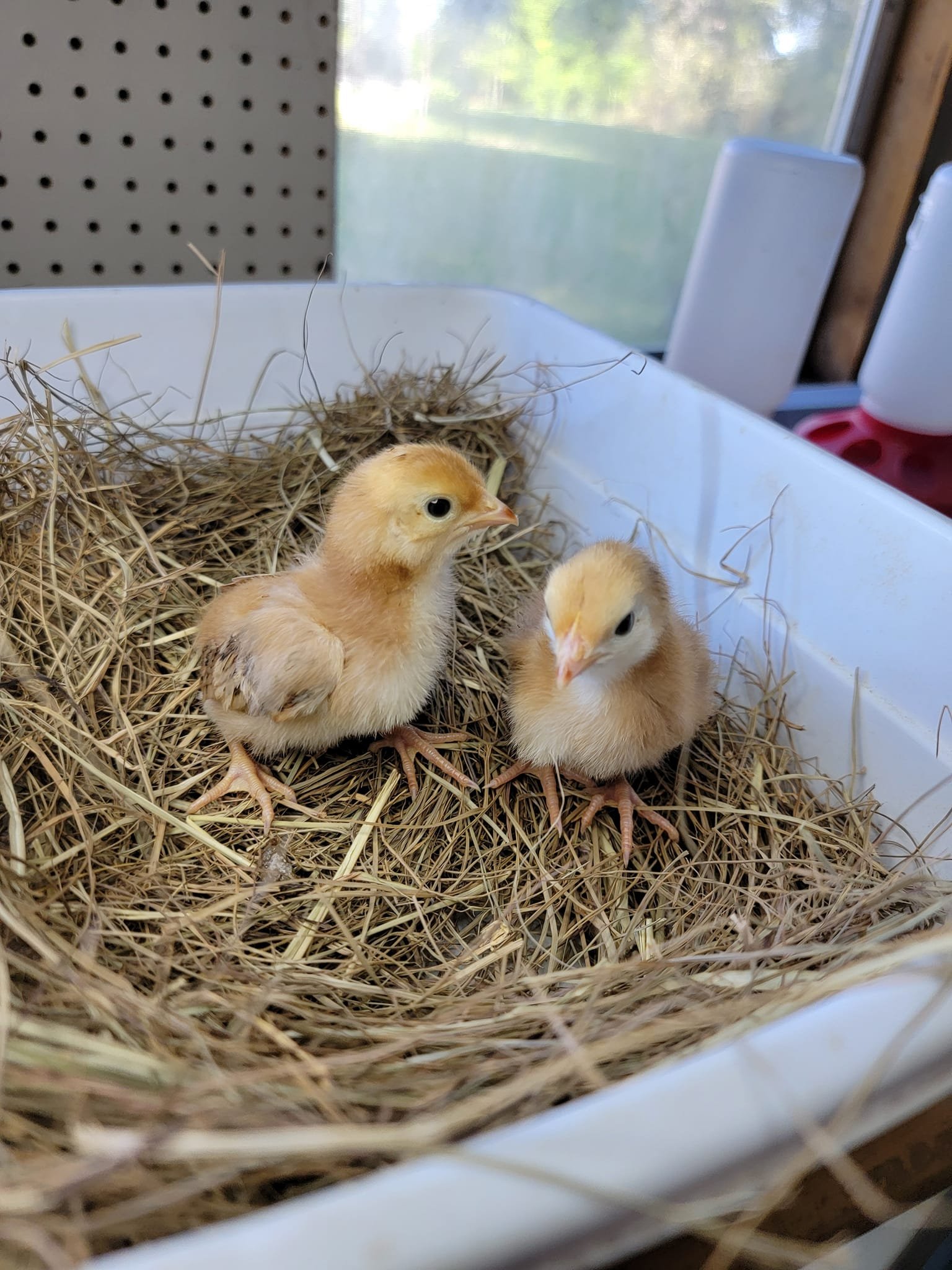 Store — Chick-A-Dee Hatchery
