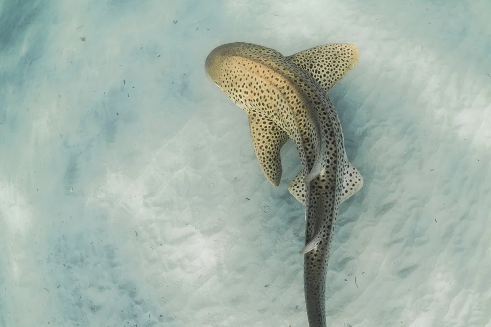 Leopard Sharks — Spot the Leopard Shark