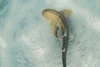 Leopard Sharks — Spot the Leopard Shark