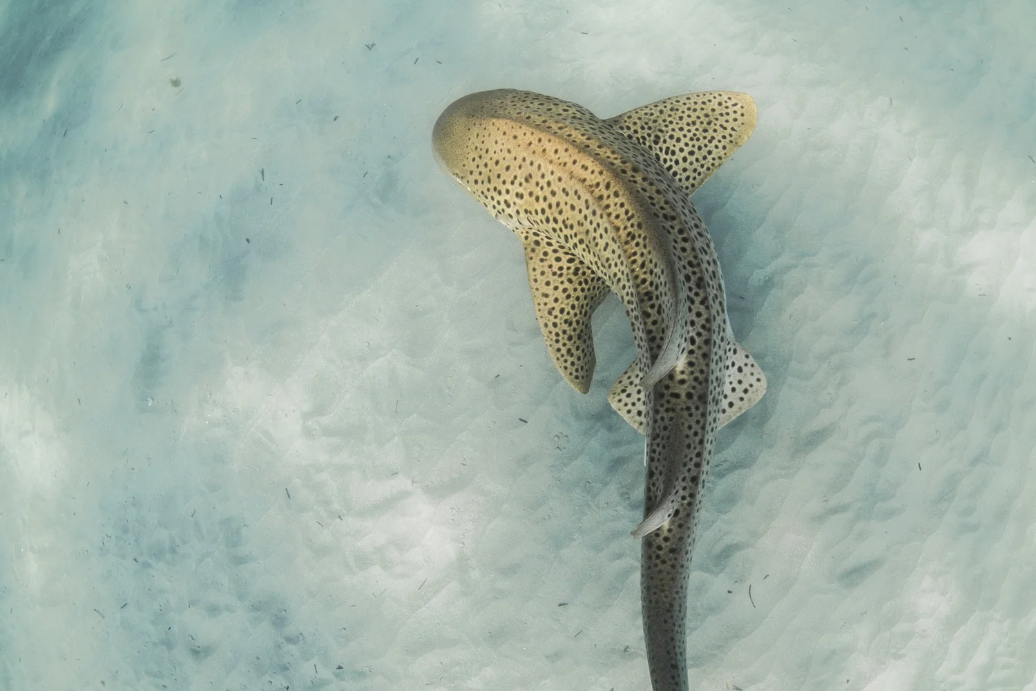 Leopard Sharks — Spot the Leopard Shark