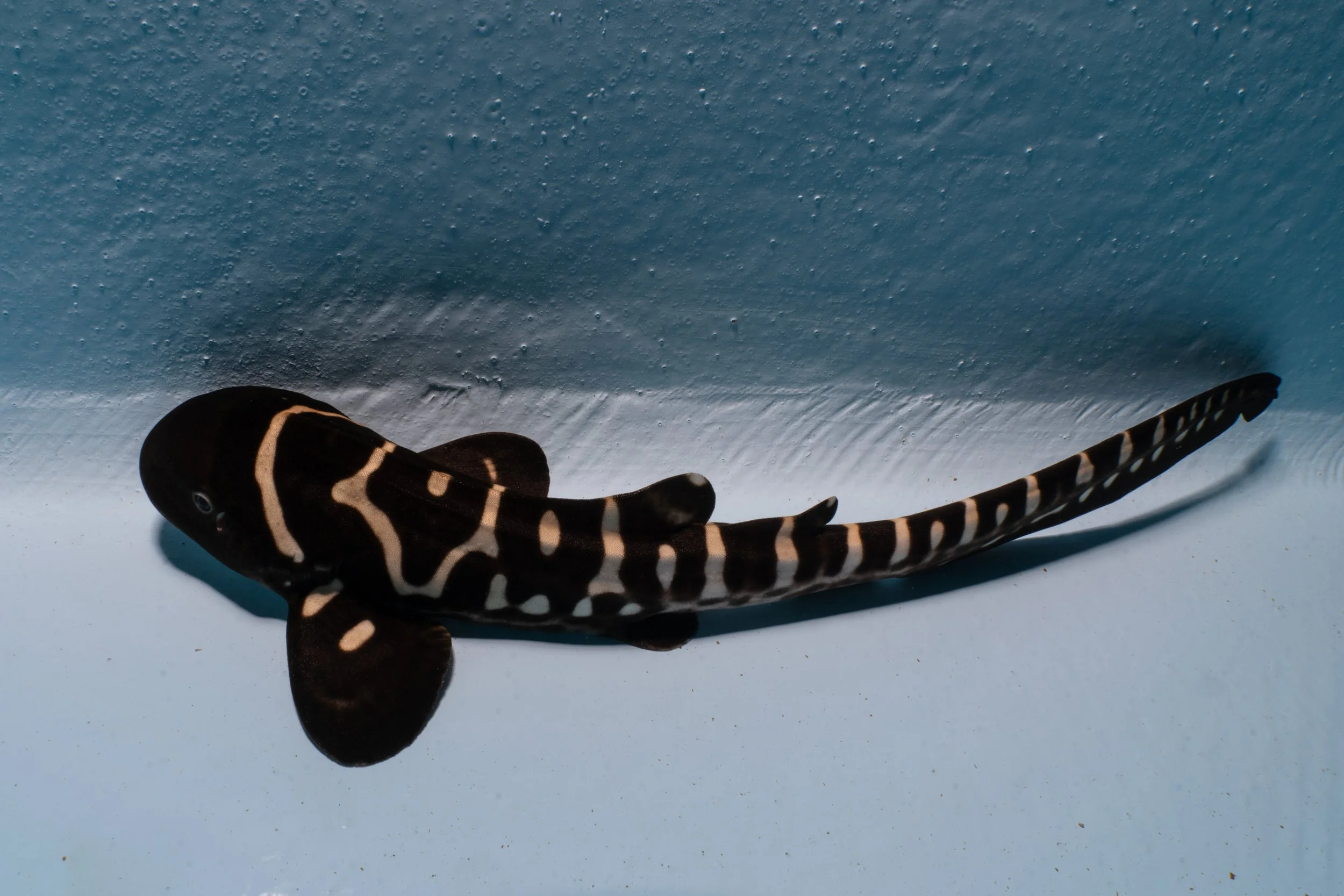 Leopard Sharks — Spot the Leopard Shark