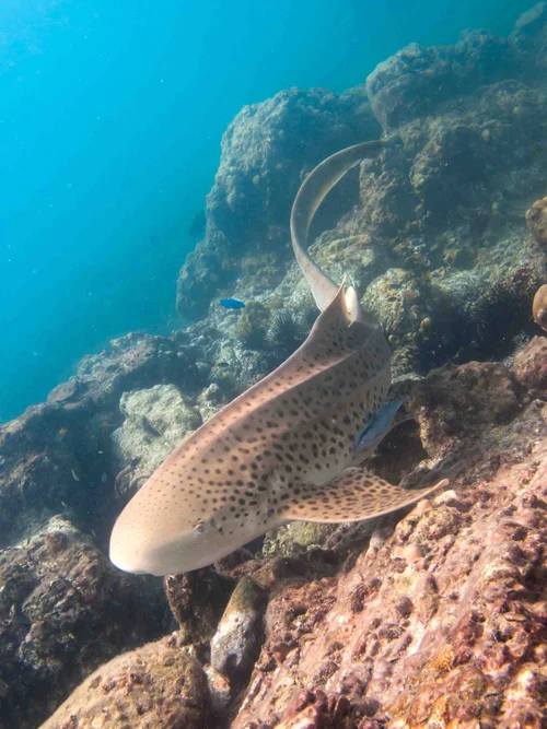 Leopard Sharks — Spot the Leopard Shark
