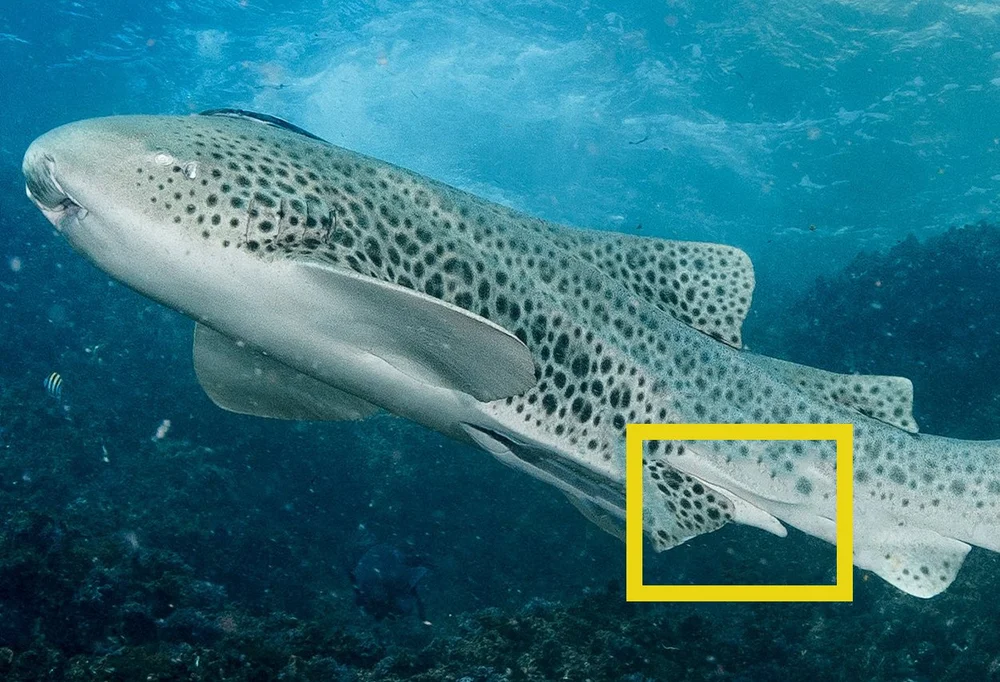 STLS Thailand — Spot the Leopard Shark