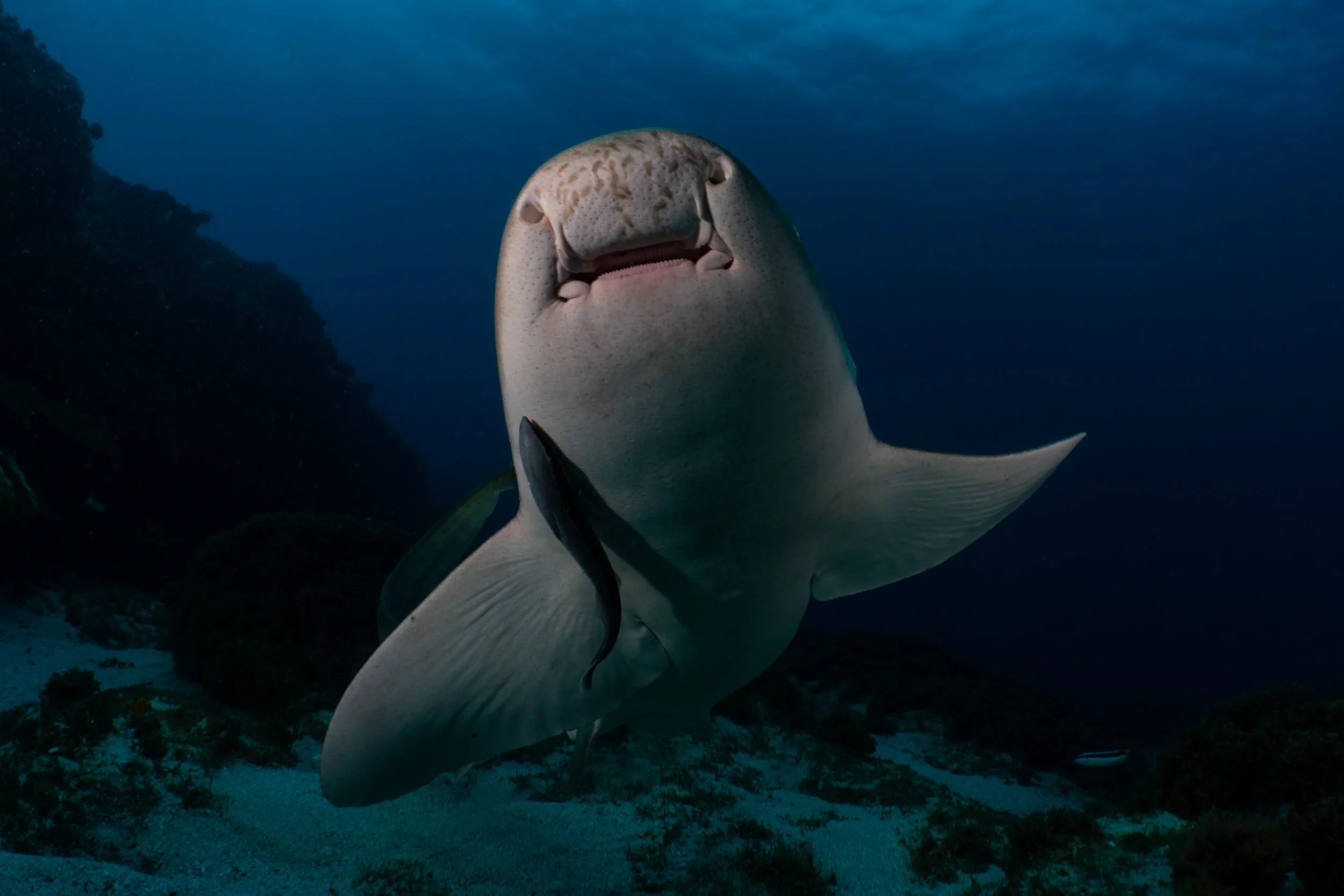Leopard Sharks — Spot the Leopard Shark