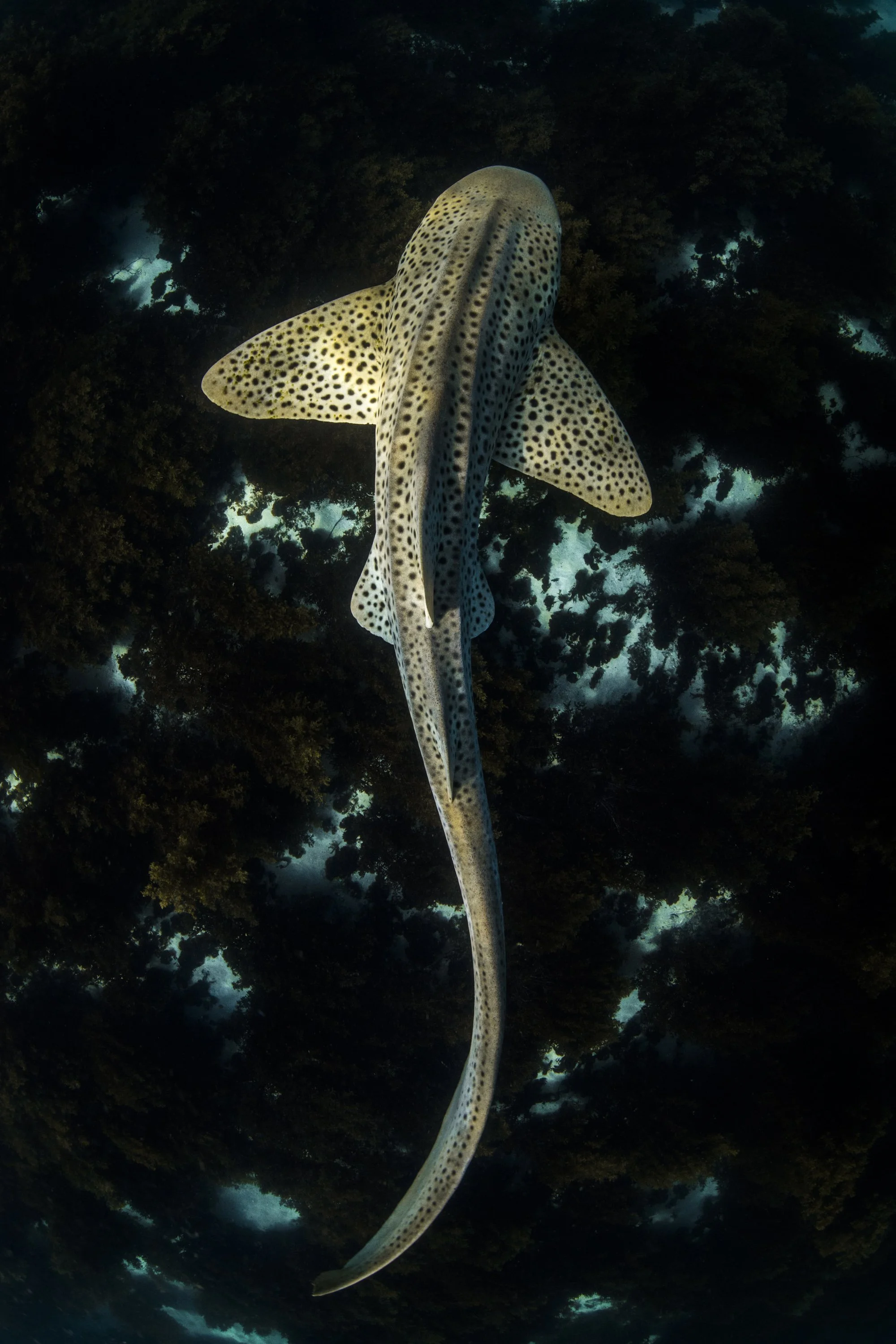 Leopard Sharks — Spot the Leopard Shark