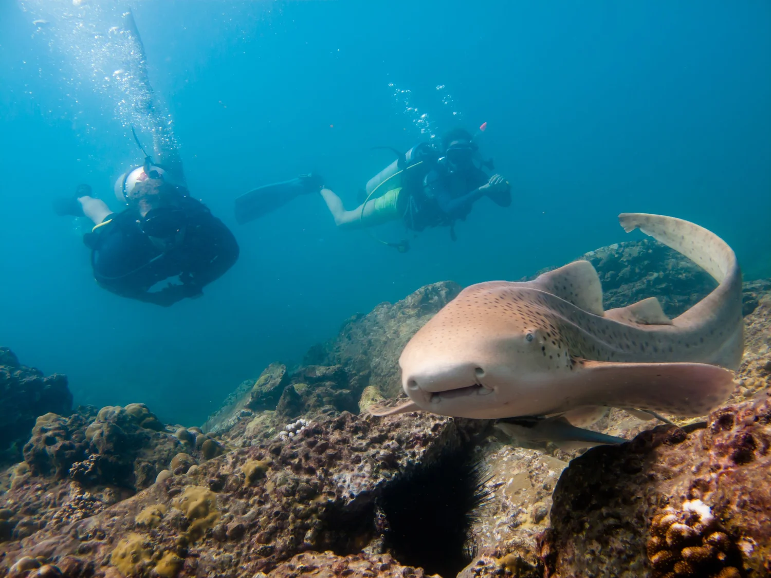 Spot the Leopard Shark