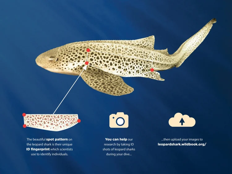 Spot the Leopard Shark