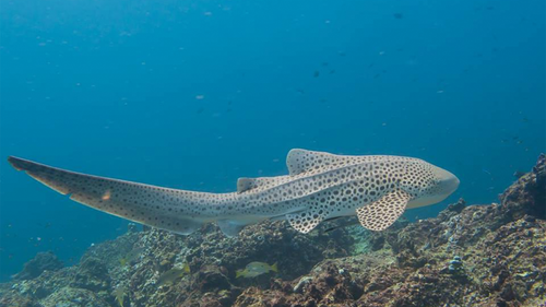 Leopard Sharks — Spot the Leopard Shark
