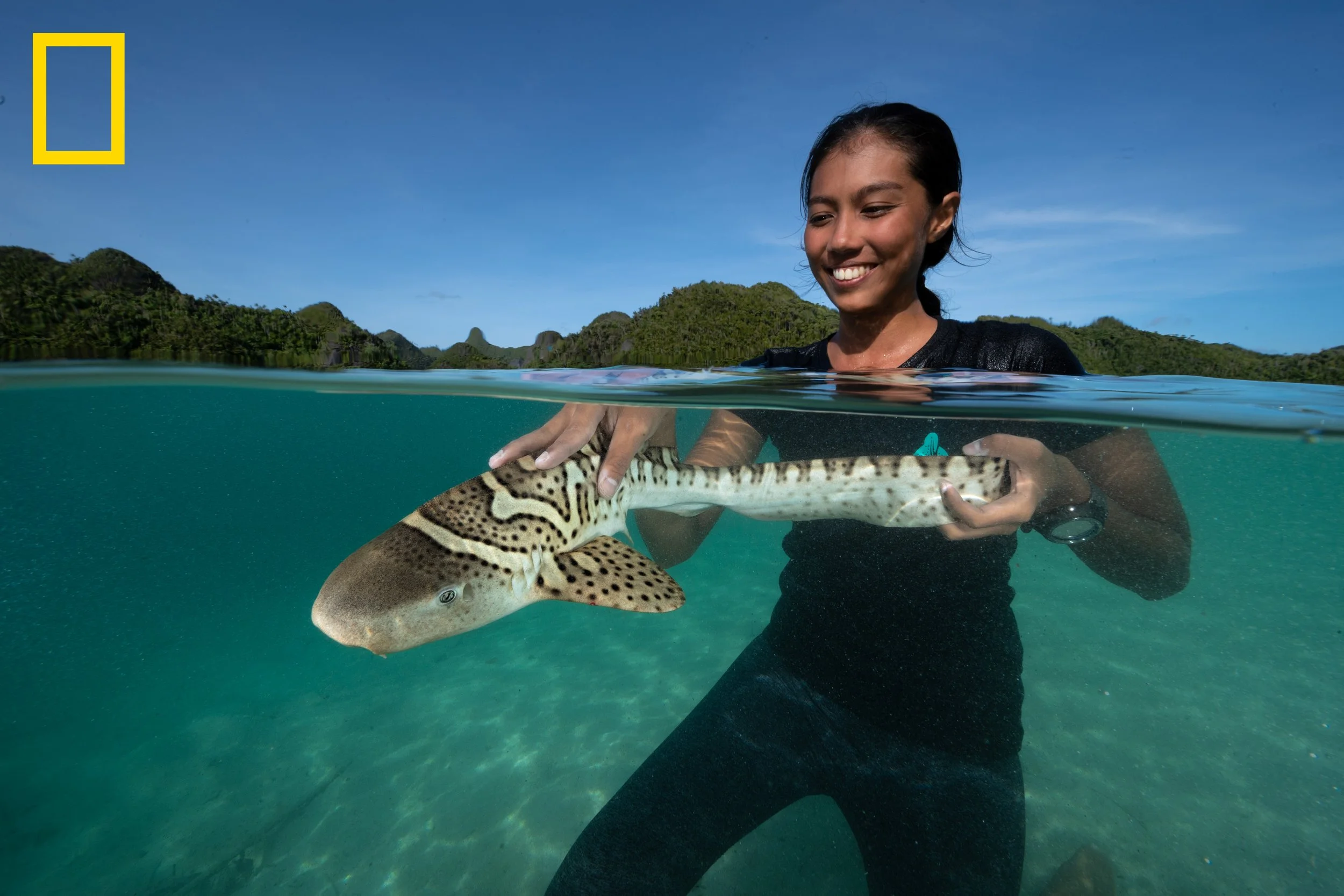 Leopard Sharks — Spot the Leopard Shark