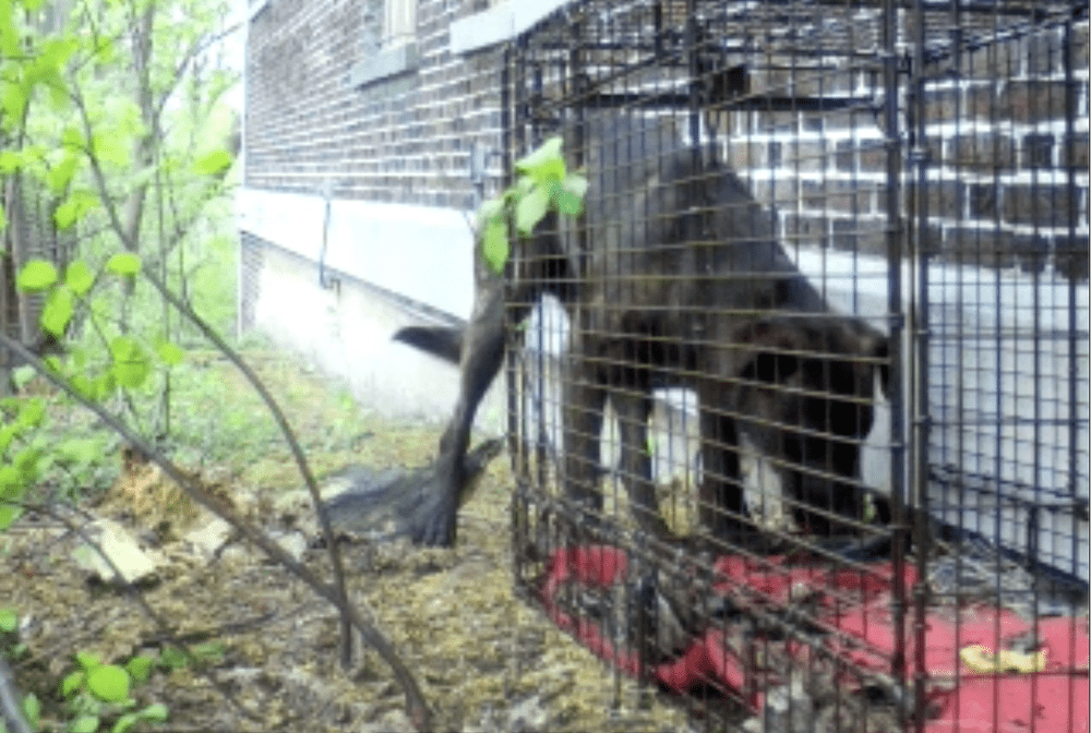 Gatekeeper K9 Rescue