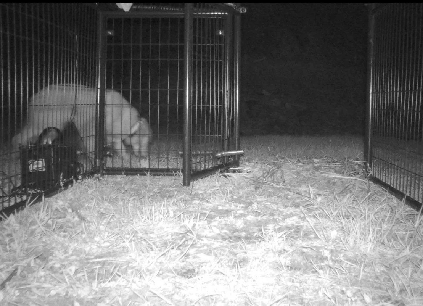 About — Gatekeeper K9 Rescue