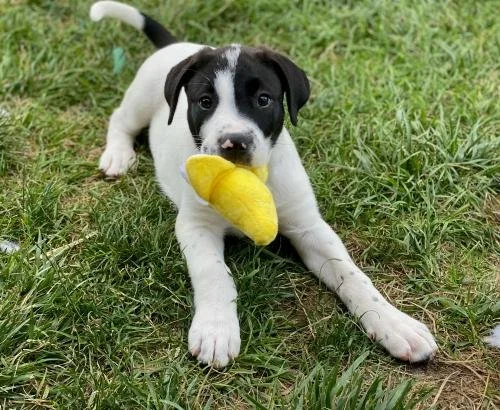 Donate — KCPAWS.ORG