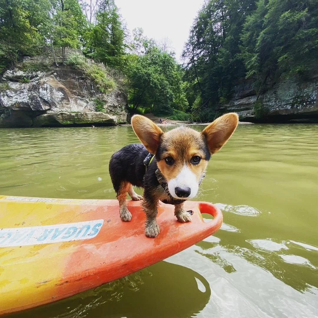 Dog-Friendly Activities in Parke County, Indiana — Parke County, Indiana