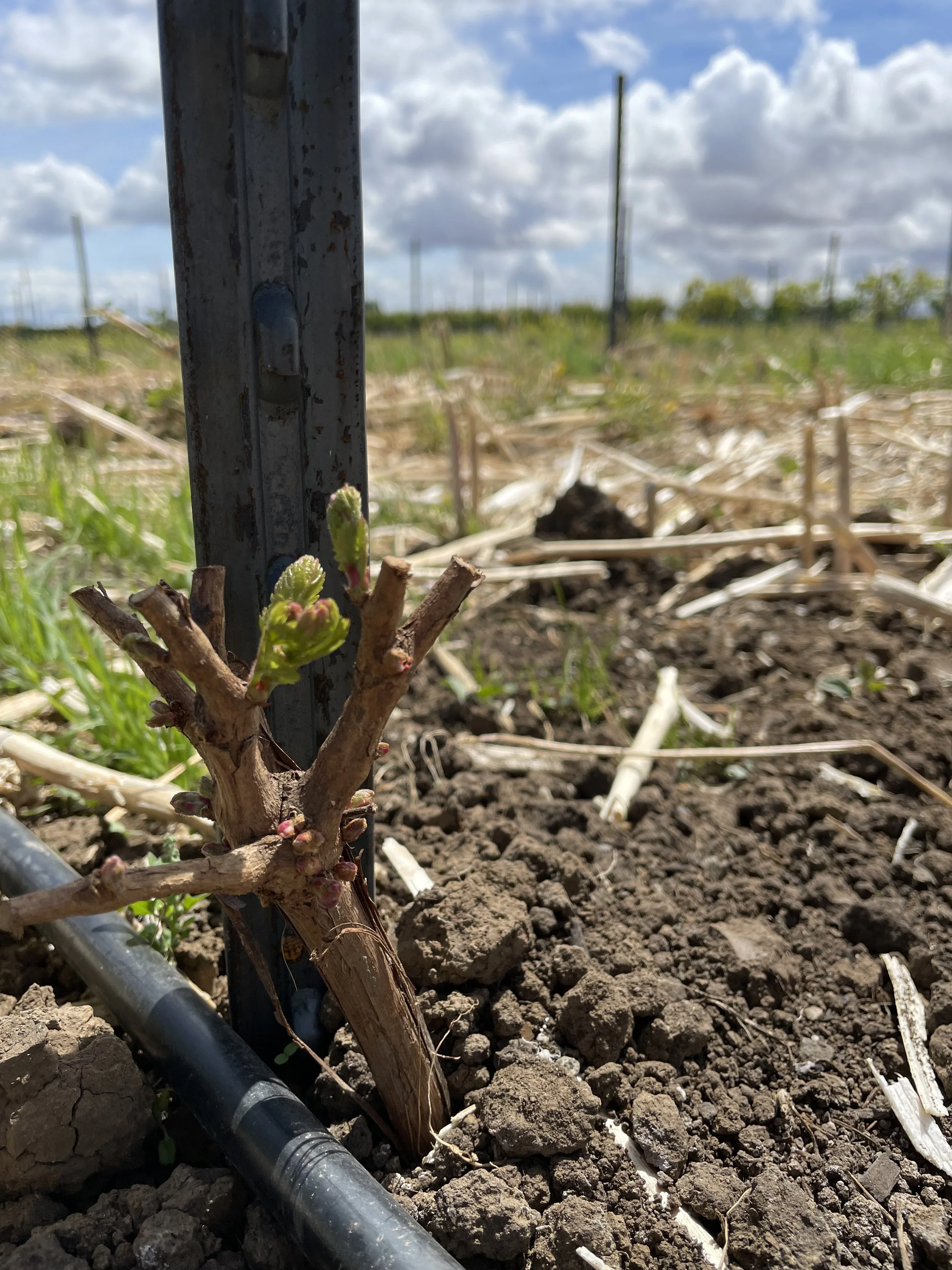 The Farm — ERGGELET BROTHERS