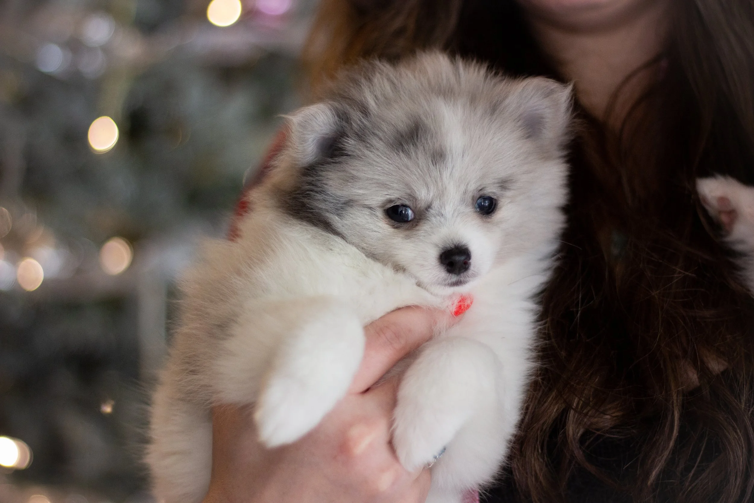 Available Pomeranian Dog Puppies - Southern Charm Poms, NW GA ...