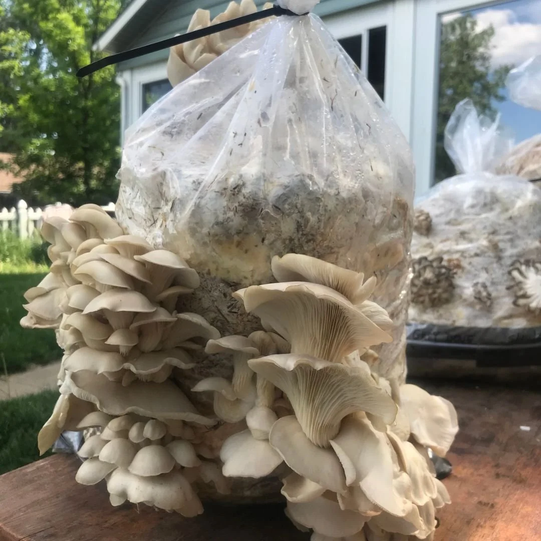 What We Mean When We Say Fruiting Bodies In Our Mushroom Blends — West ...
