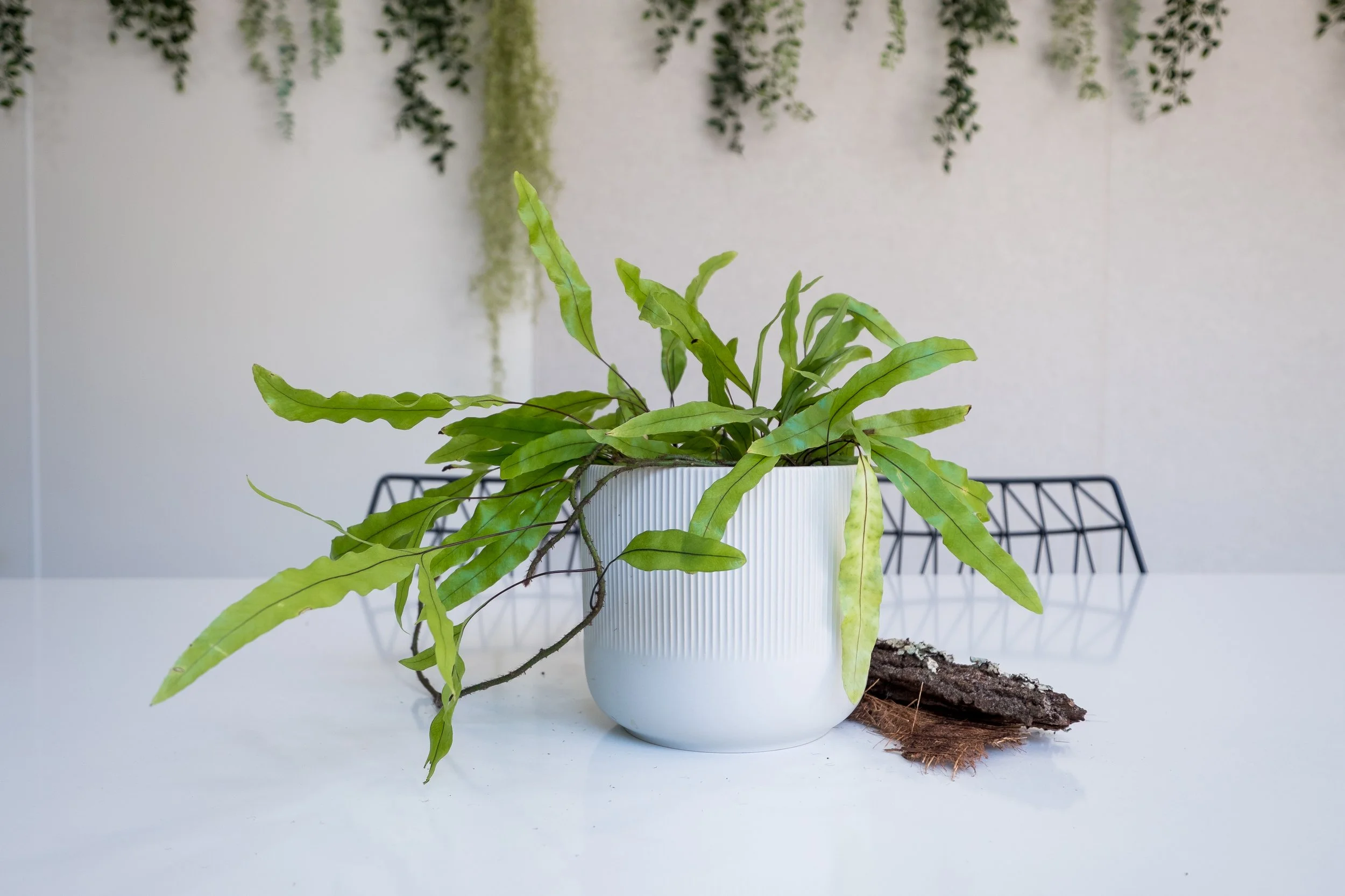 Biophilic Design: Leaf Architecture Creates Inspiring HQ — Leaf ...