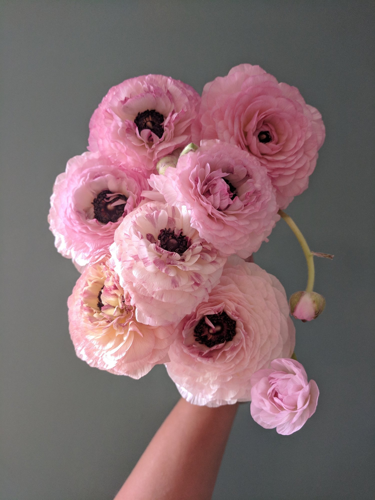 MMFD Program — Maine State Florists' and Growers' Association