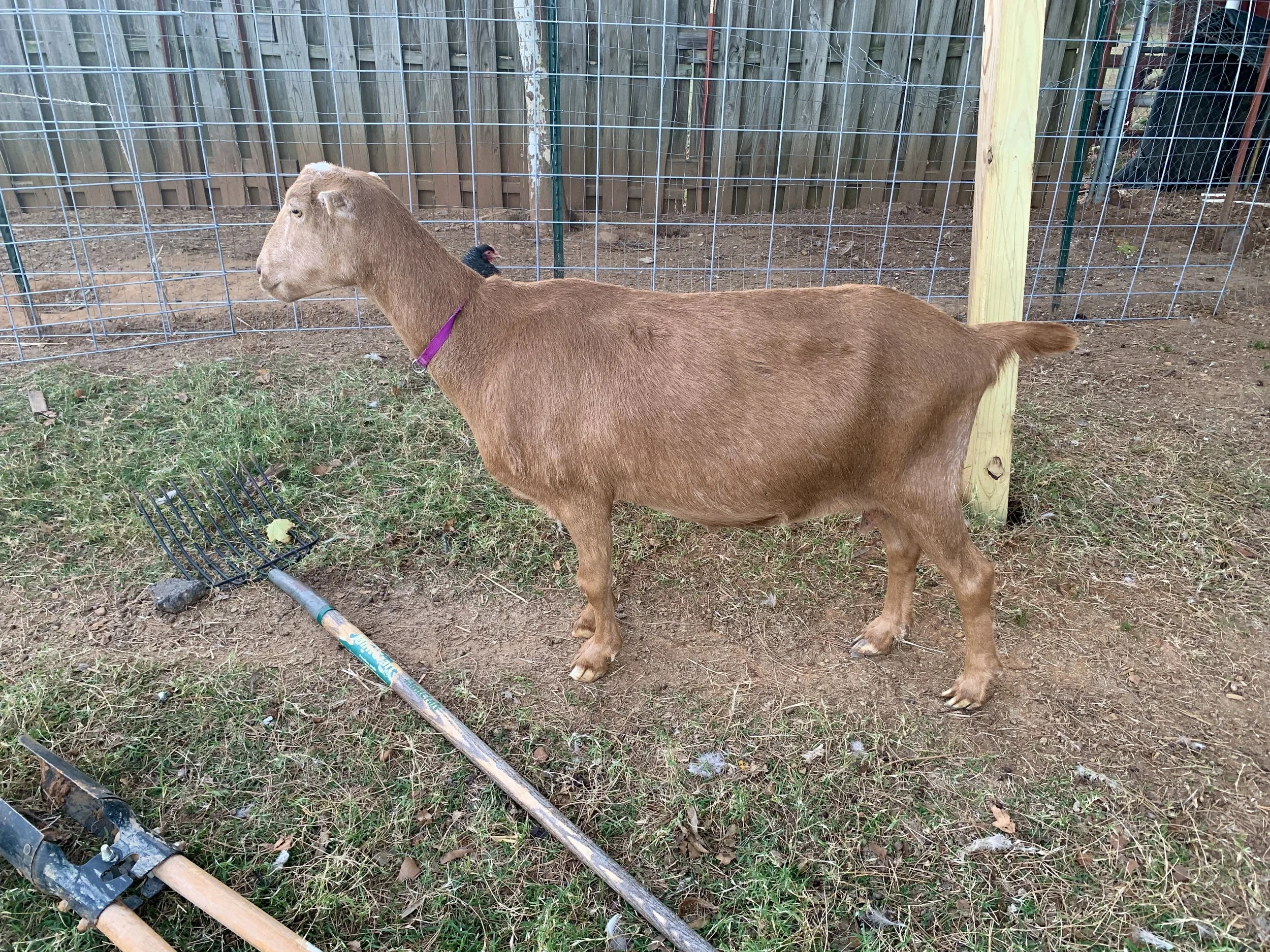 Shady Oaks Farms