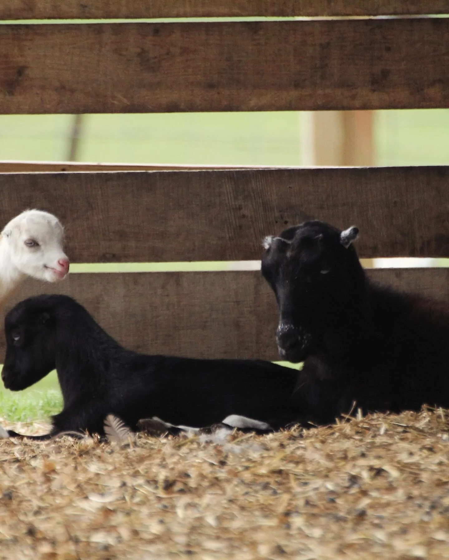 Our Does — Shady Oaks Farms