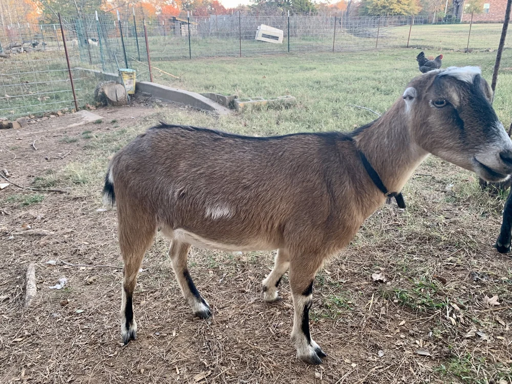 Shady Oaks Farms