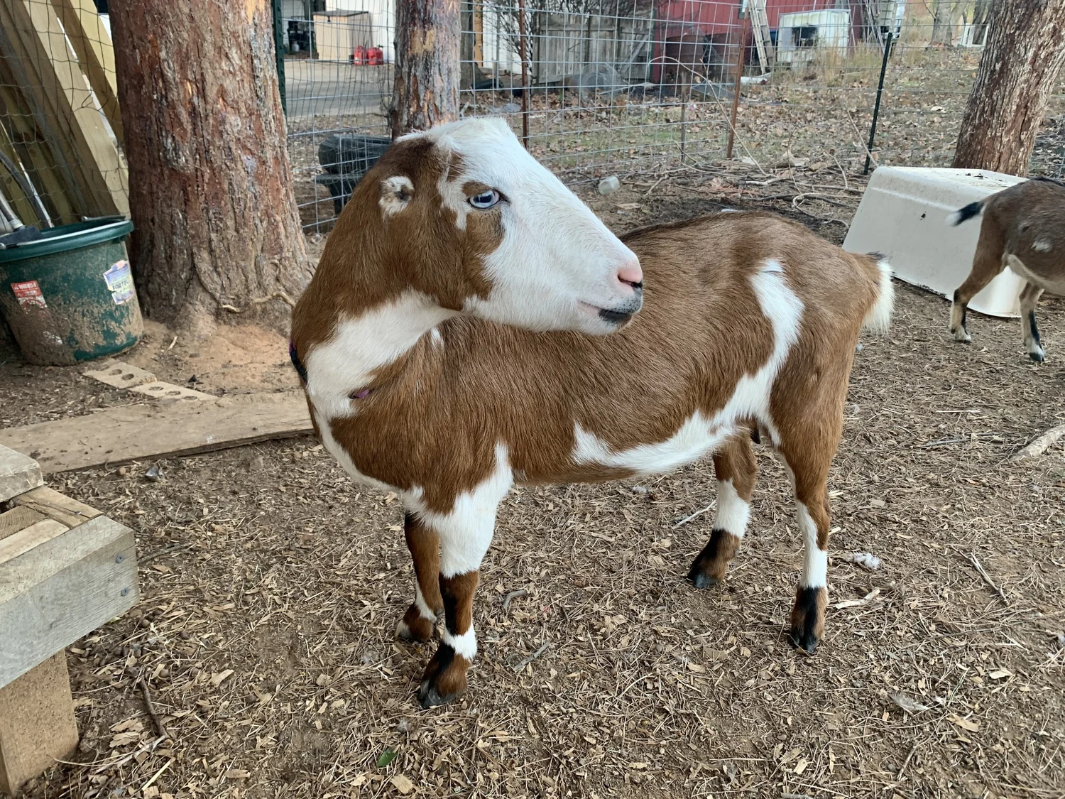 Shady Oaks Farms