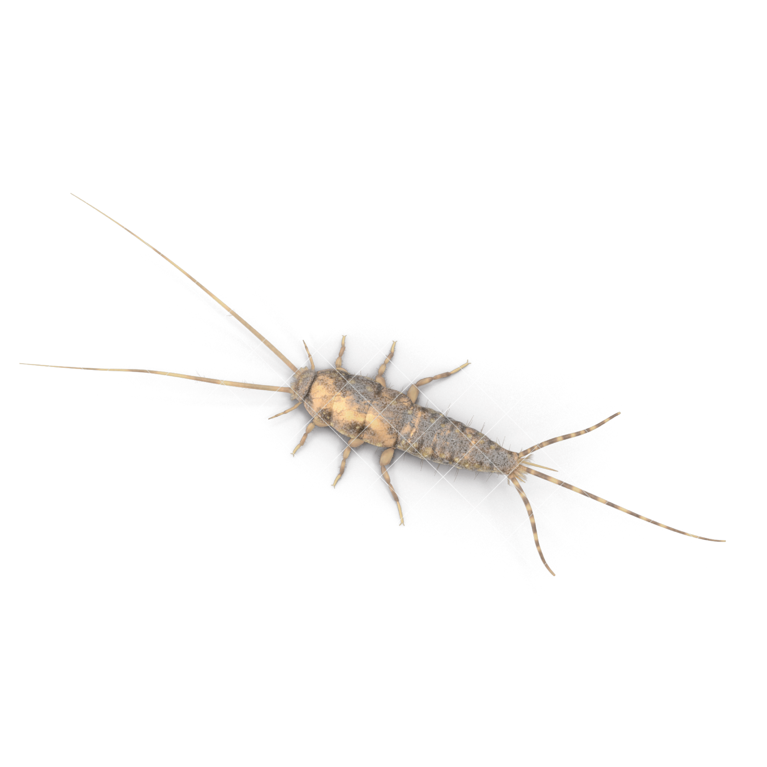 Pest Library — Defend Pest Solutions