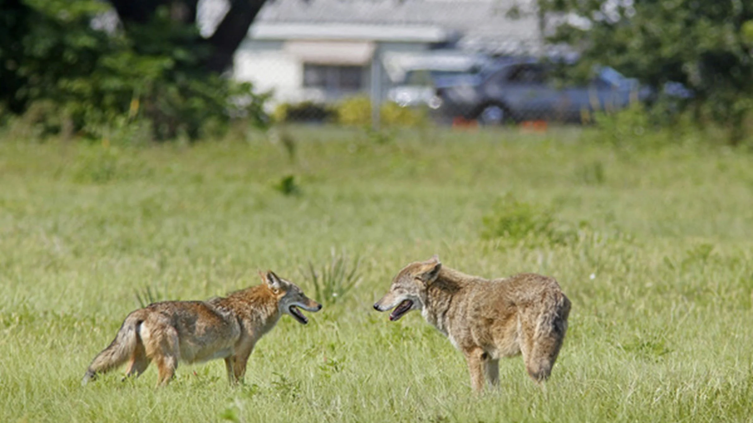 Coyotes Are Coming to Your Neighborhood and It’s Okay — Lisa Wolff ...