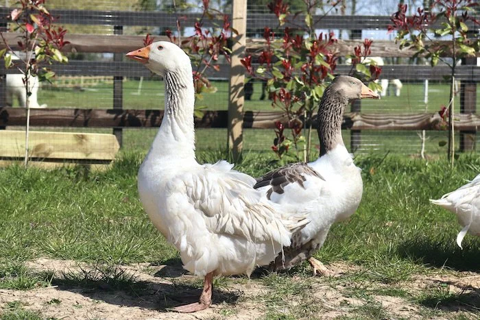 Visit Our Animals For Unique Animal Handling Experiences | Northcote ...