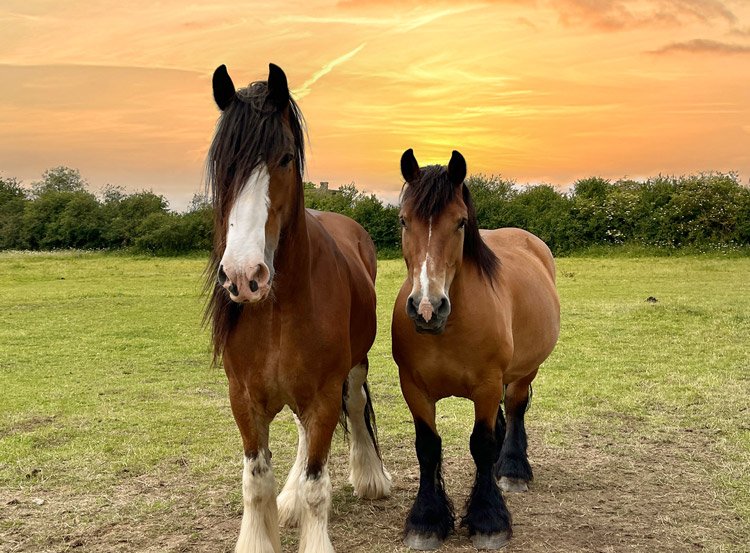 Northcote Heavy Horse And Animal Sanctuary