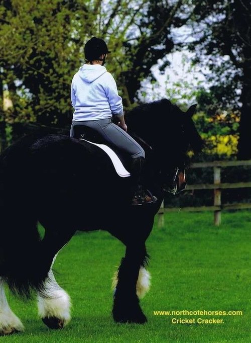 Cricket Cracker - The Tallest Shire Horse | Northcote Heavy Horse ...