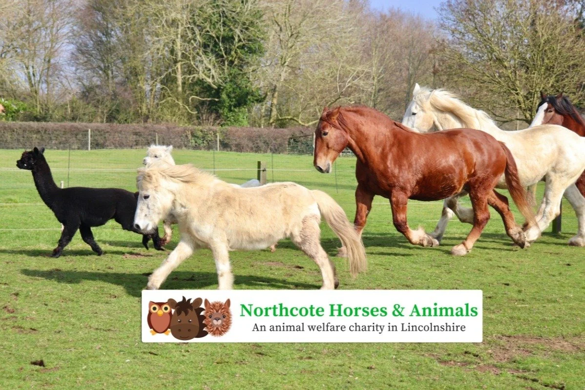 Supporting Lincolnshire Animals — Northcote Horses and Animals