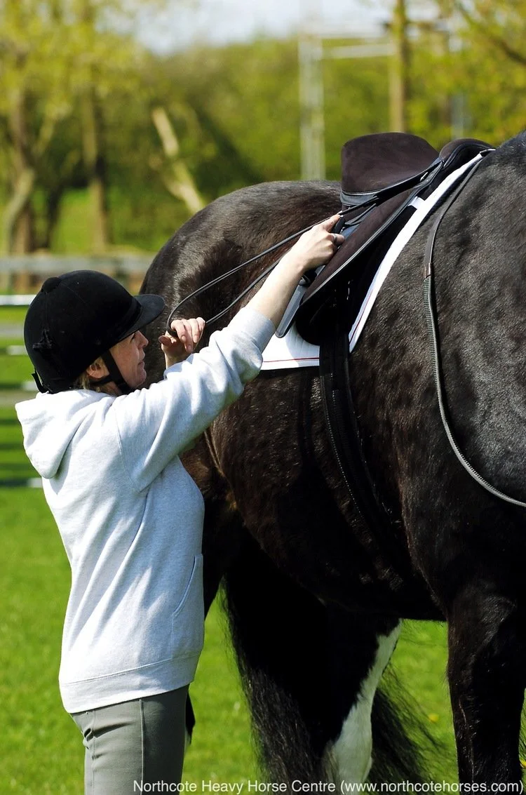 Cricket Cracker - The Tallest Shire Horse | Northcote Heavy Horse ...