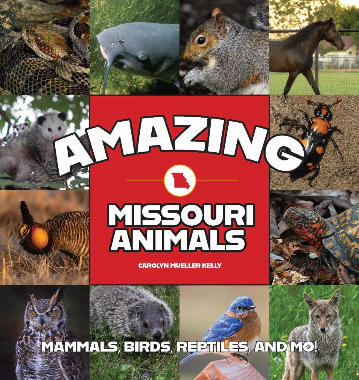 Our Animals Are Amazing in Missouri! — Sophisticated St. Louis