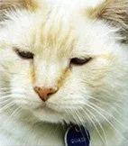 The World Is Your Litter Box