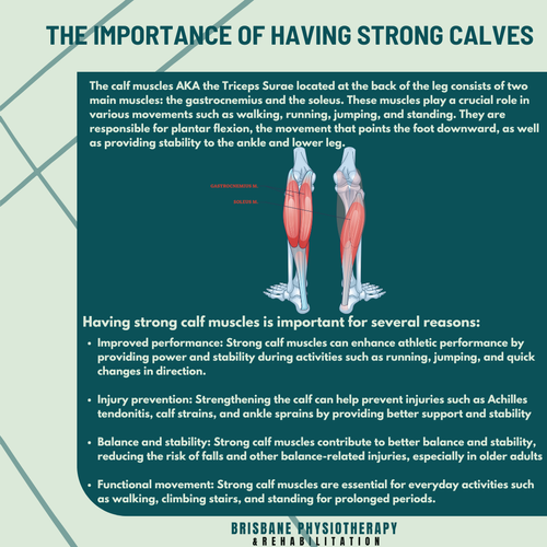 The Importance of having strong Calf Muscles - Brisbane Physiotherapy ...